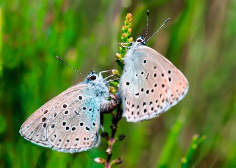 From The Gatekeeper To The Scotch Argus Where Did Butterflies And