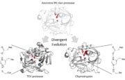 Categorytev Protease Nucleat Inclusion Protein A Nia Wikimedia