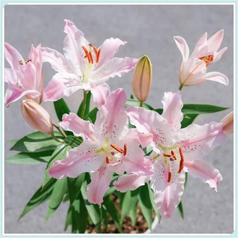 Garden Planting Ornaments Llily Mix For Planting Llily Bulk Mix