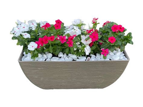 עציצים ותערובות שתילה שרוליק