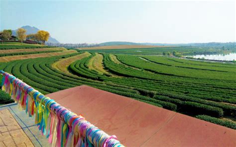 10 Lý Do Nên đi Du Lịch Chiang Rai Thái Lan