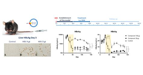 Immune Competent Mouse Models Of Chb