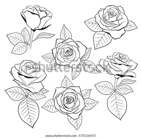 Vector Set Detailed Isolated Outline Rose Stock Vector Royalty Free