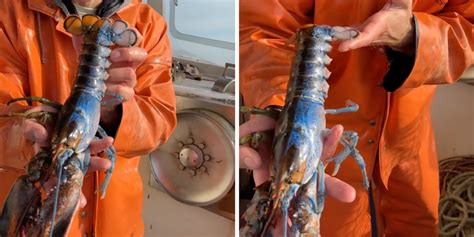 A Rare Intersex Lobster Called Bowie Has Become A Tiktok Sensation Indy100