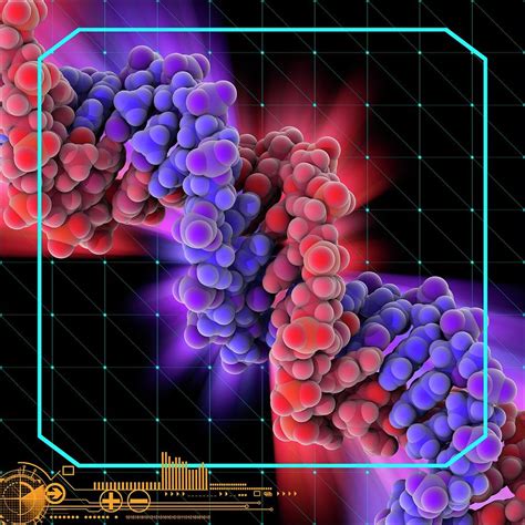 Yeast Dna Molecule Photograph By Laguna Designscience Photo Library