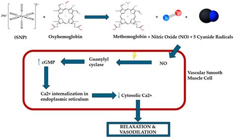 Sodium Nitroprusside The Forgotten Vasodilator A Brief Guide For