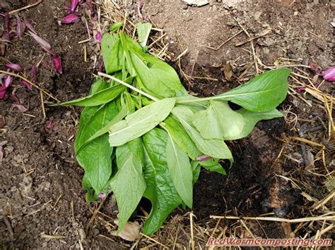 Vermi Pit Garden 7 27 19 Red Worm Composting