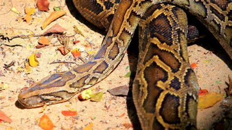 374 Bio Python Stock Videos Footage And 4k Video Clips Getty Images