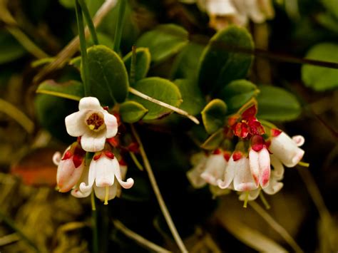 Photos Of Cowberry Lingonberry Plants As Flowers And Berries