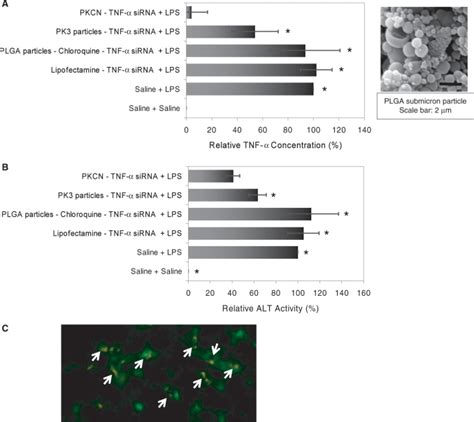 Solid Polymeric Microparticles Enhance The Delivery Of Sirna To
