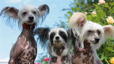 25 Cute Purebred Chinese Crested Puppies For Sale Good Dog