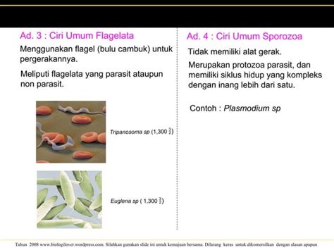 Materi Kelas X Mikroorganisme Protista Ppt