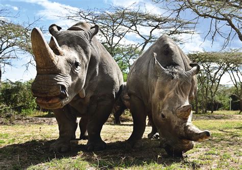 There Are Two Northern White Rhinos Left Both Females Heres How
