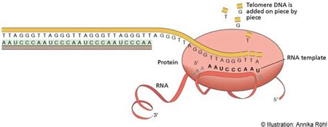 Eukaryotic Dna Replication Definition Steps Singnification Biology Notes Online