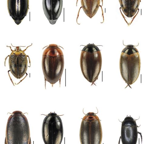 Habitus Photographs Of Water Beetles Of The Nohwa And Bogil Islands Download Scientific