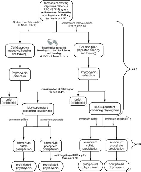 Flowchart Of Extrapolated Phycocyanin Extraction From A Platensis