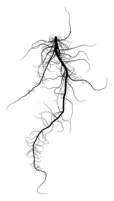 Black Root System Taproot Vector Illustration Stock Vector