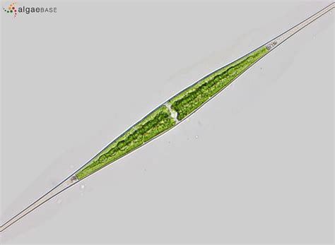 Seaweed Ie Chlorophyta