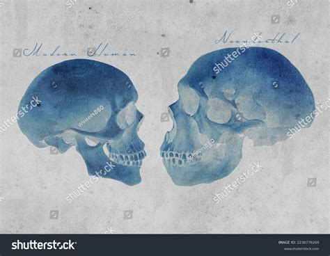 Neanderthals Archaic Extinct Human Skull Vs ภาพประกอบสต็อก 2238778269 Shutterstock