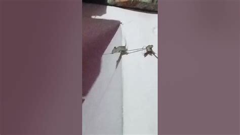 😄🫡trending Viralvideo Youtubeshorts Funny Song Mouse Chuha 😄😄 Youtube