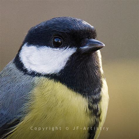 Great Tit By Jf Artistry On Deviantart