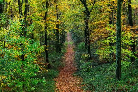 Weg Durch Den Wald Foto And Bild Landschaft Jahreszeiten Herbst