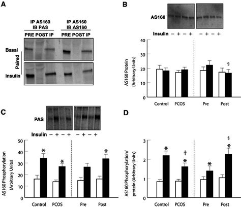A Immunoprecipitation Ip Of As160 Followed By Immunoblotting Ib