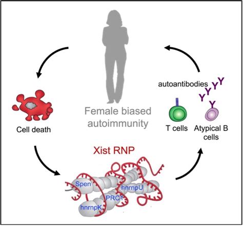 Science We Can Use Why Do Autoimmune Disorders Afflict Women More