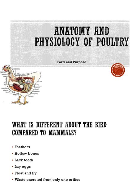 Anatomy And Physiology Of Poultry Pdf Digestion Human Body