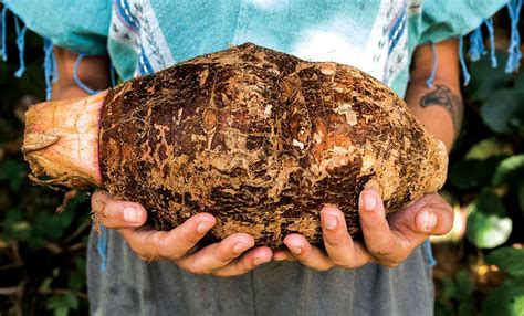 Kalo Nutrition And Health Benefits Hawaiʻi ʻulu Cooperative