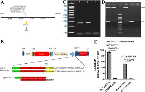 A Linc00511 Gene Schematic Gene Length Sgrna Binding Site And Gene Download Scientific