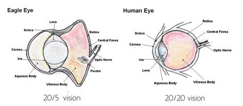 The Similarities Between The Human Eye And The Eagle Eye Is That They