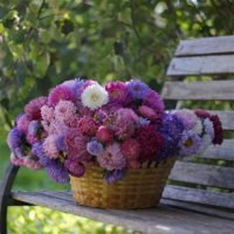 50 Seeds Aster Dwarf Seeds Dwarf Aster Mix Seeds Callistephus Chinens