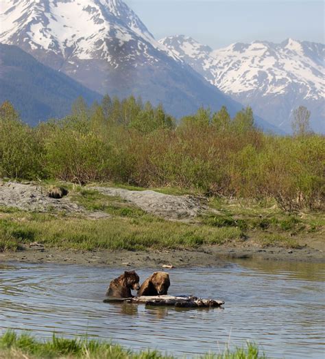 Alaska Wildlife Conservation Center Two Bears Playing In Water