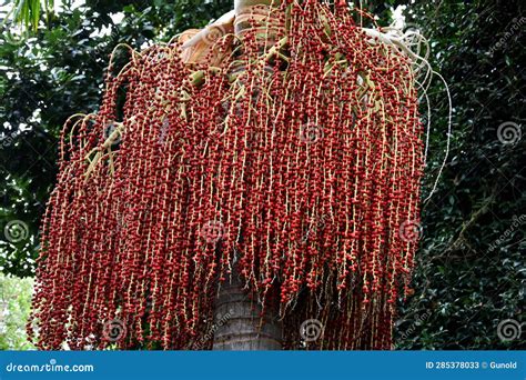 Bangalow Palm King Palm Or Illawara Palm Stock Image Image Of Plant