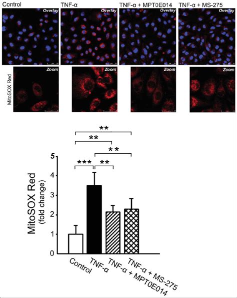 Effects Of Mpt0e014 And Class 1 Histone Deacetylase Hdac Inhibition