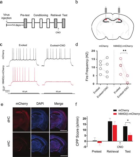 Activity Of Pyramidal Neurons In The Dorsal Hippocampus Is Required For