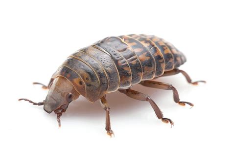 Premium Photo The Enigmatic Behavior Of Pill Bugs On White Background