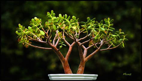 Fibonacci Tree Generator Group J Fibonacci