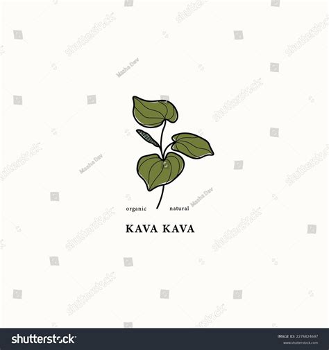 Line Art Kava Kava Plant Drawing Stock Vector Royalty Free 2276824697