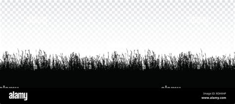 Seamless Realistic Illustration Of A Grass Stalk Or Lawn Isolated On A