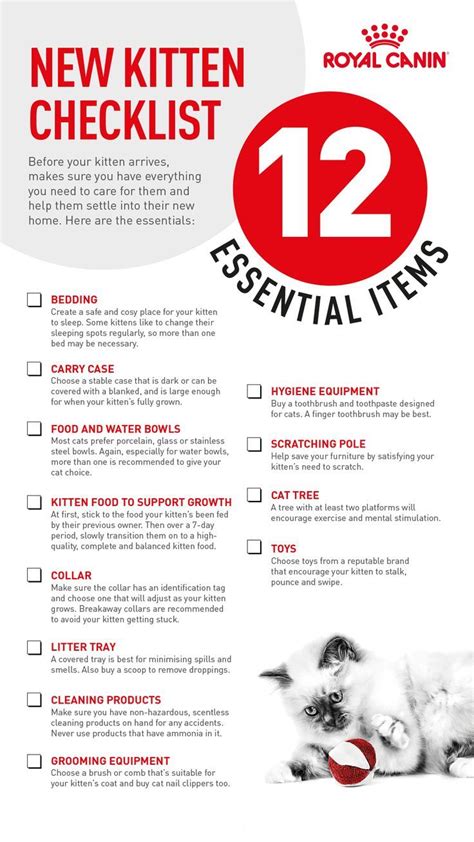 Essential Items For Your New Kitten Artofit