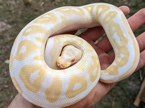 Albino Cinnamon Female Ball Python By Olympian Exotics Morphmarket
