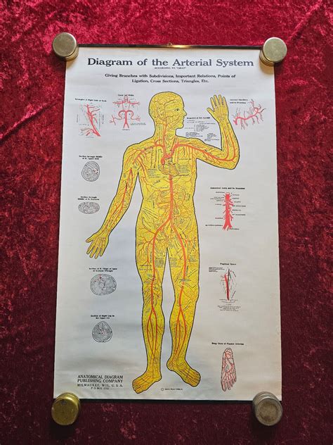 Vintage Diagram Of The Arterial System Anatomy Chart Medical Embalming