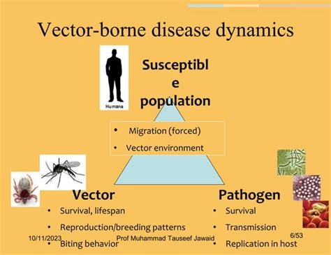 Vector Borne Diseases Pptx Infectious Diseases Diseases And Conditions