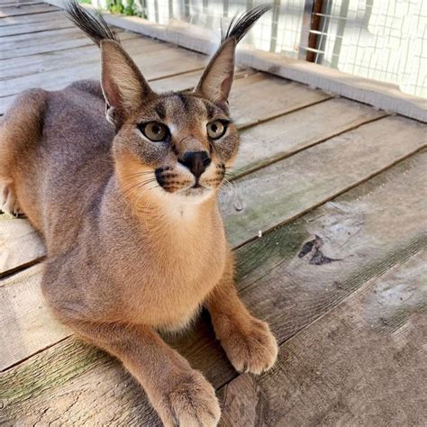 15 Cat Breeds That Look Wild But Are Actually Total Sweethearts