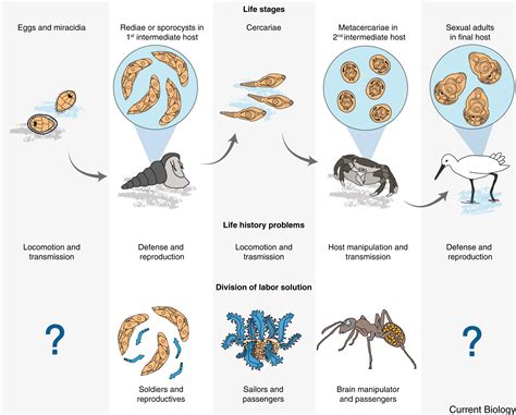 Social Evolution Diverse Divisions Of Labor In Trematode Parasites Current Biology