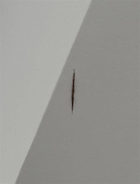 This Insect Likes To Compact Into 1 Narrow Strand When Chilling Out Rentomology