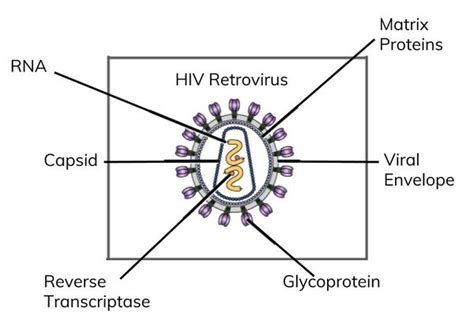 Hiv Labeled Diagram Structure Of Influenza Virus Virology Blog