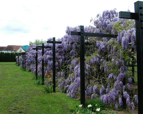 Wisteria Floribunda Blue Moon The Site Gardener